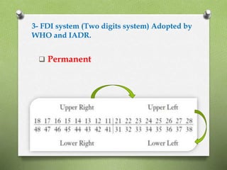 Dental ِِِAnatomy | PPTX