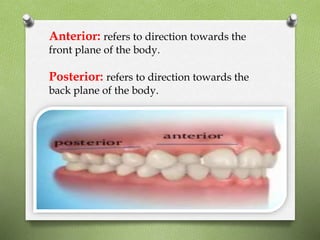 Dental ِِِAnatomy | PPTX
