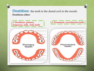 Dental ِِِAnatomy | PPTX