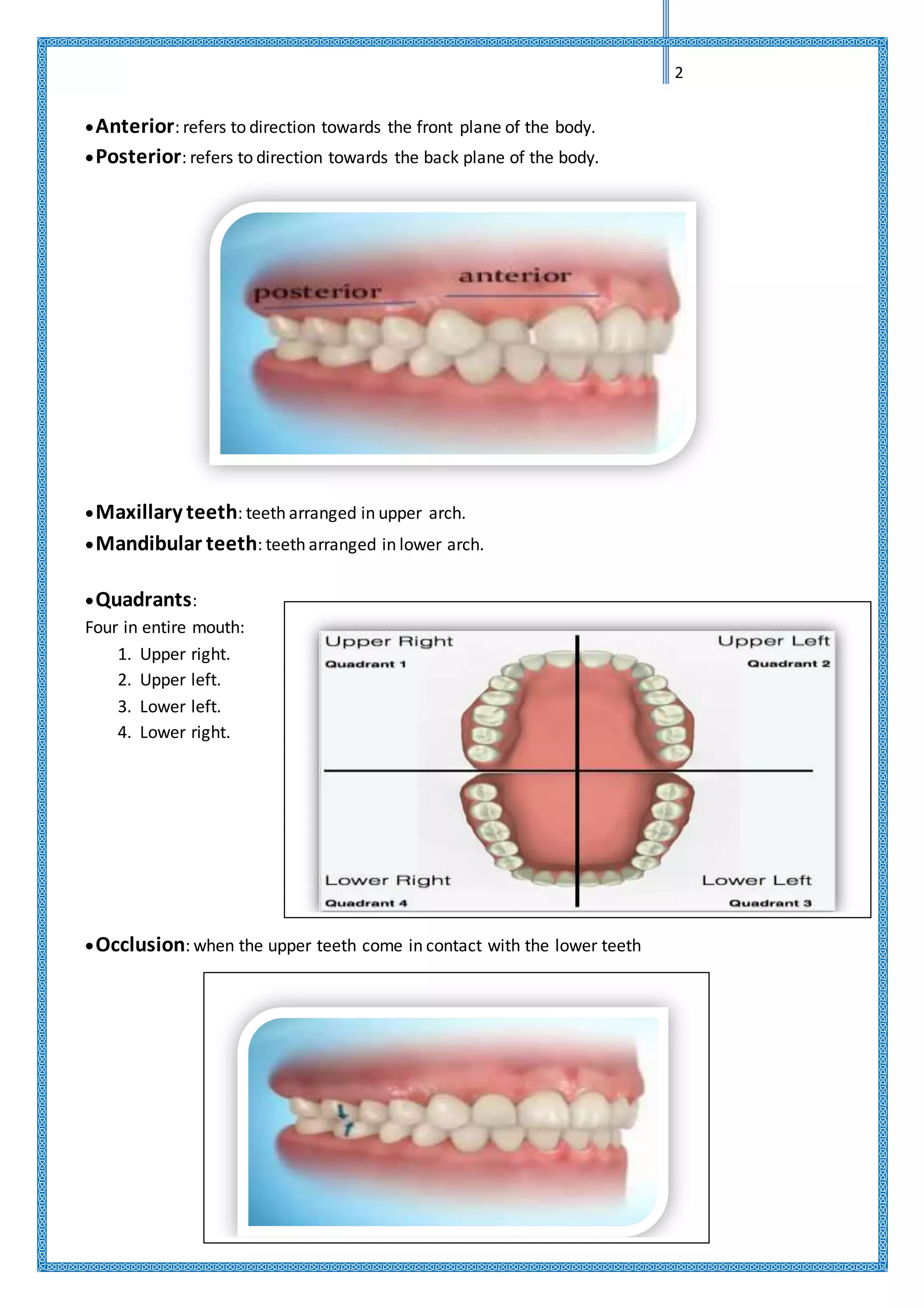 Dental anatomy | DOCX