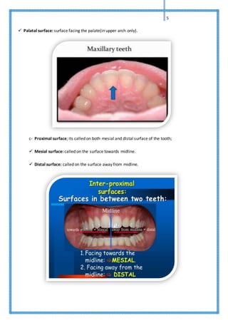Dental anatomy | DOCX