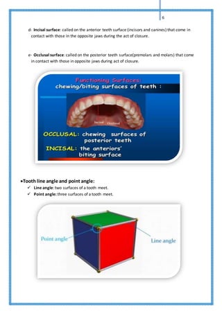 Dental anatomy | DOCX