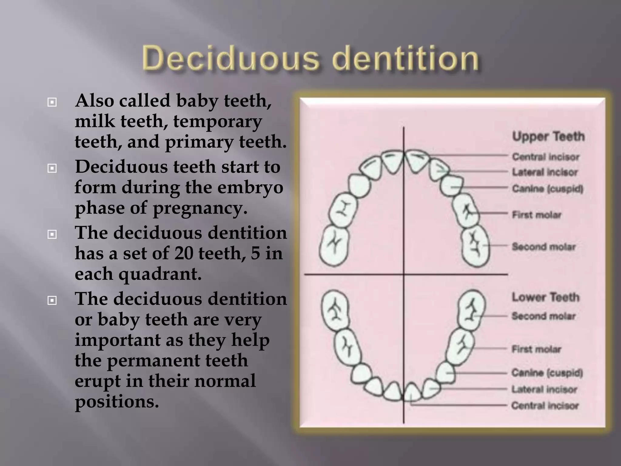 Oral Anatomy | PPTX