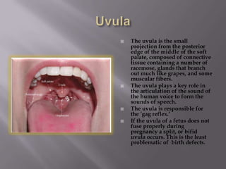 Oral Anatomy | PPTX