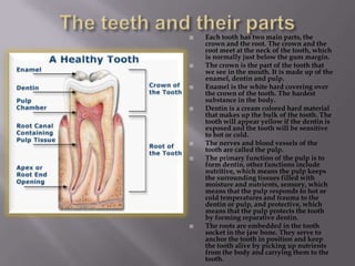 Oral Anatomy | PPTX