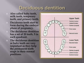 Oral Anatomy | PPTX
