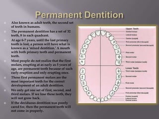 Oral Anatomy | PPTX