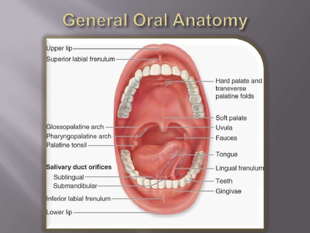 Oral Anatomy