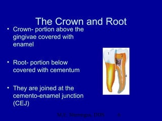 Dentalanatomy | PPT