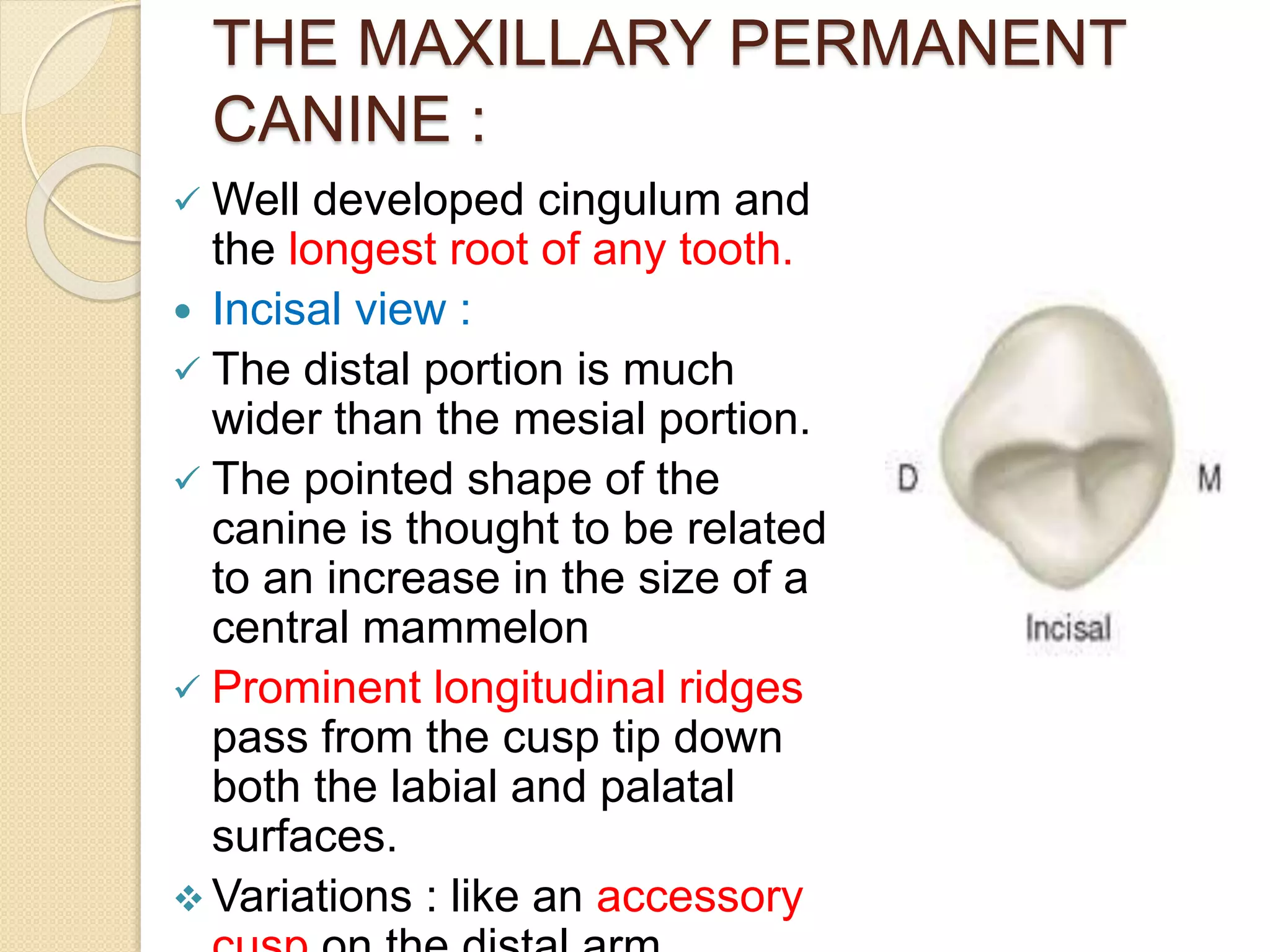 Dental anatomy | PPTX