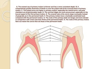 Dental anatomy | PPTX