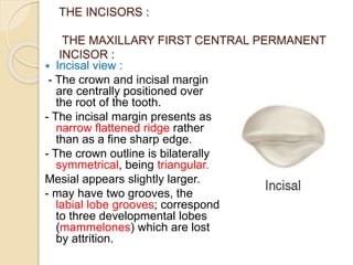 Dental anatomy | PPTX
