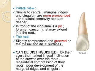 Dental anatomy | PPTX