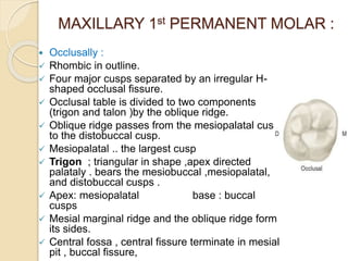 Dental anatomy | PPTX