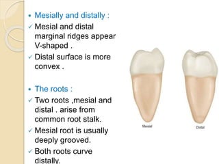 Dental anatomy | PPTX