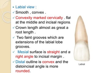 Dental anatomy | PPT