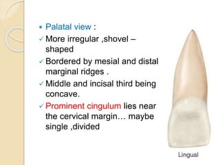 Cingulum Tooth