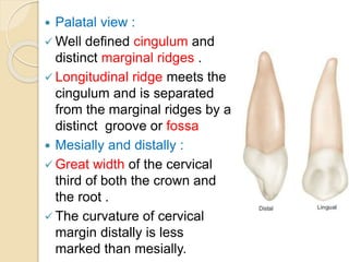 Cingulum Tooth