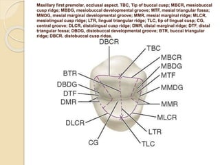 Triangular Fossa Teeth