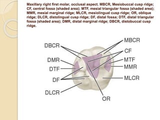 Triangular Fossa Teeth