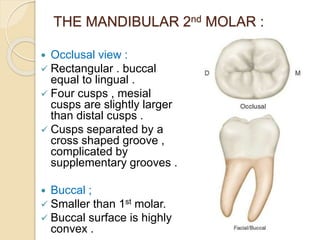 Molar Tooth Anatomy