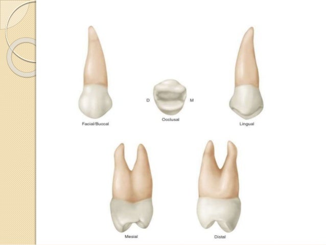 Dental anatomy