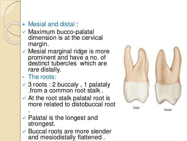 Dental anatomy