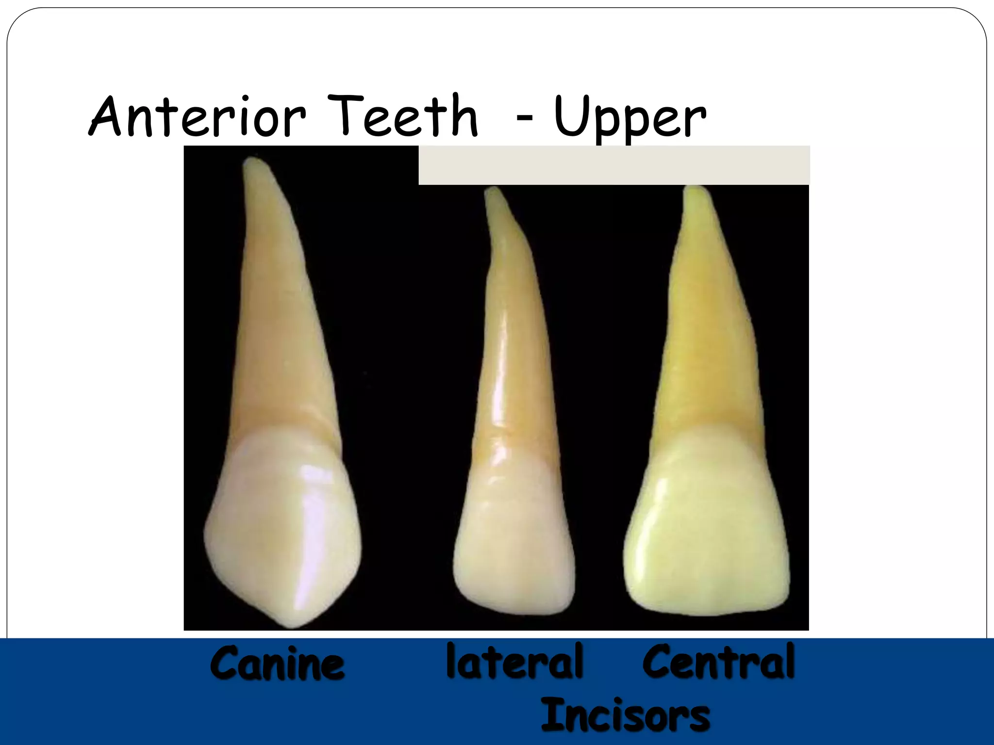 dental anatomy.ppt | Dental Health | Diseases and Conditions