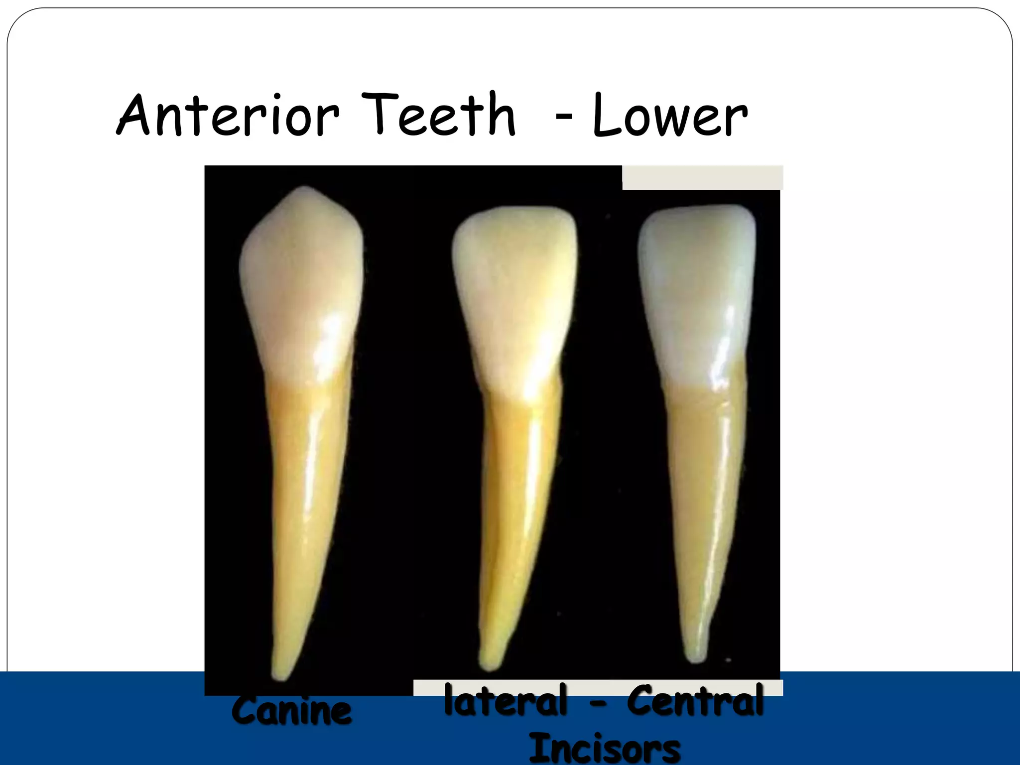 dental anatomy.ppt | Dental Health | Diseases and Conditions