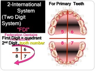 dental anatomy.ppt