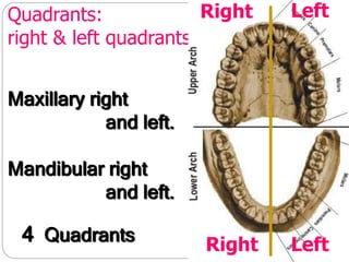dental anatomy.ppt