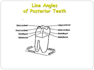 dental anatomy.ppt