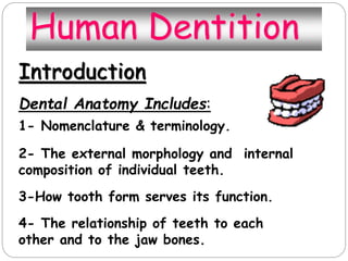 dental anatomy.ppt