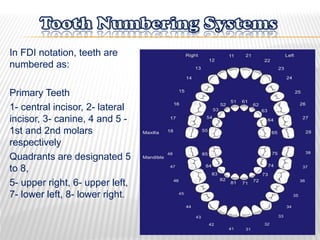 Dental anatomy and related dental structures | PPT