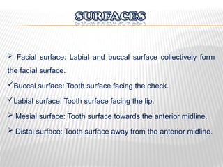 Dental anatomy and related dental structures | PPT