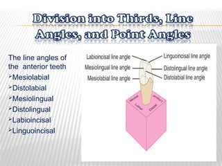 Dental anatomy and related dental structures | PPT