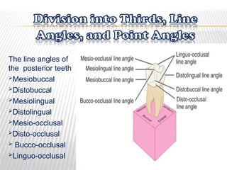 Dental anatomy and related dental structures | PPT