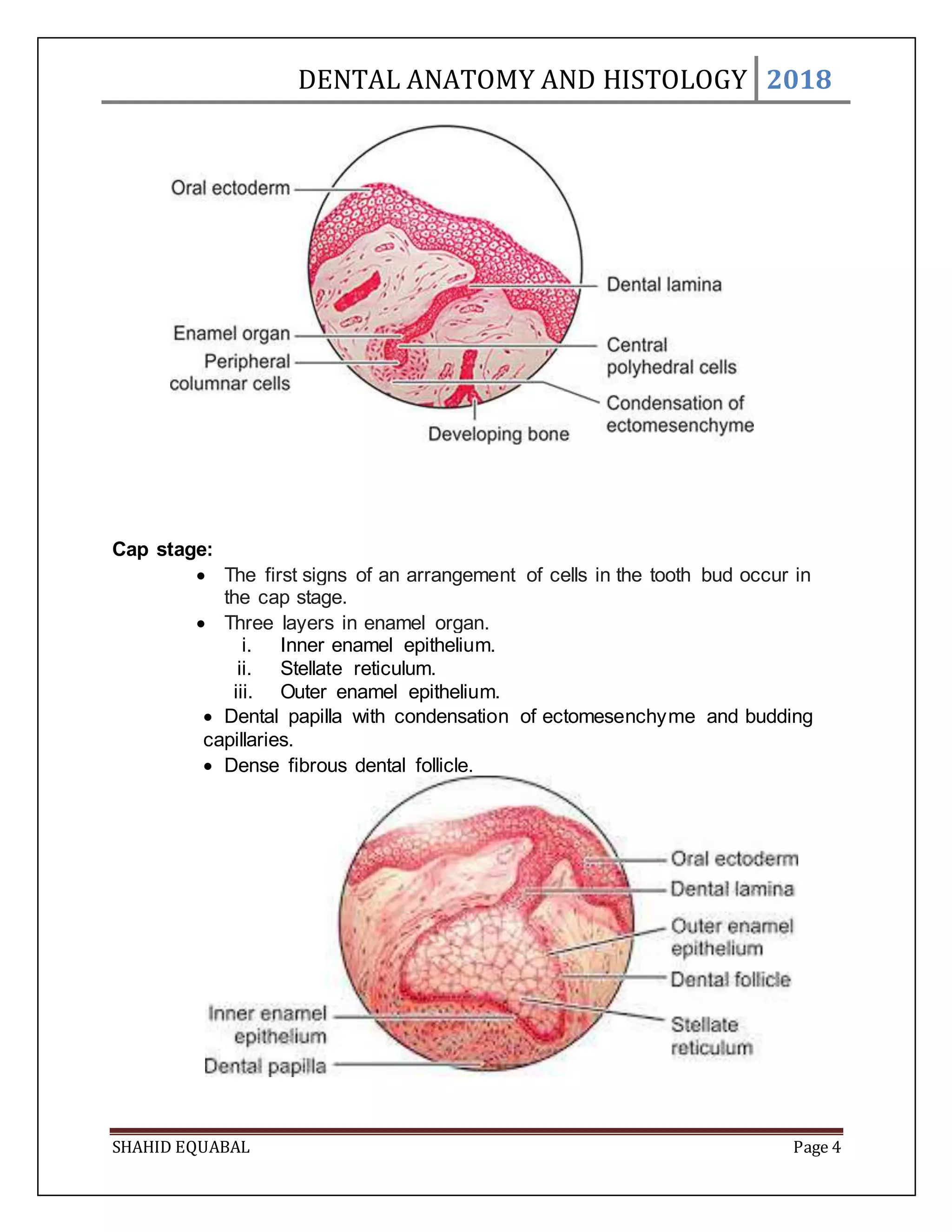 Dental anatomy and histology 2018 | PDF