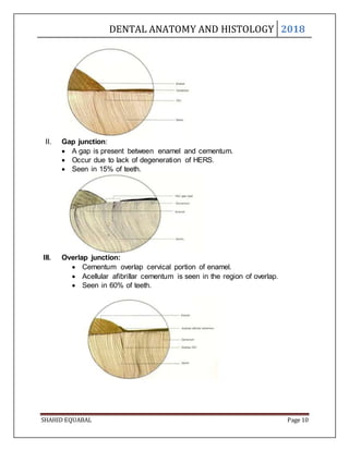 Dental anatomy and histology 2018 | DOCX