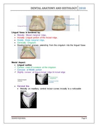 Dental anatomy and histology 2018 | DOCX
