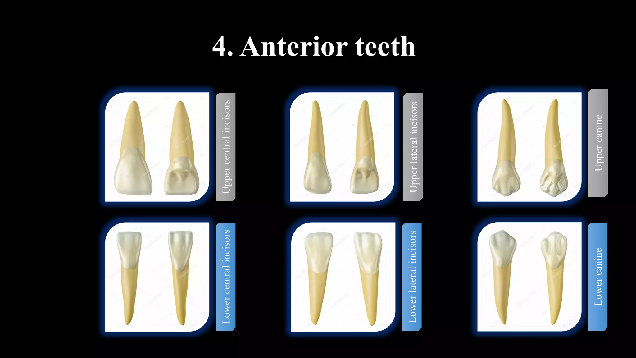 Dental anatomy and morphology lecture | PDF