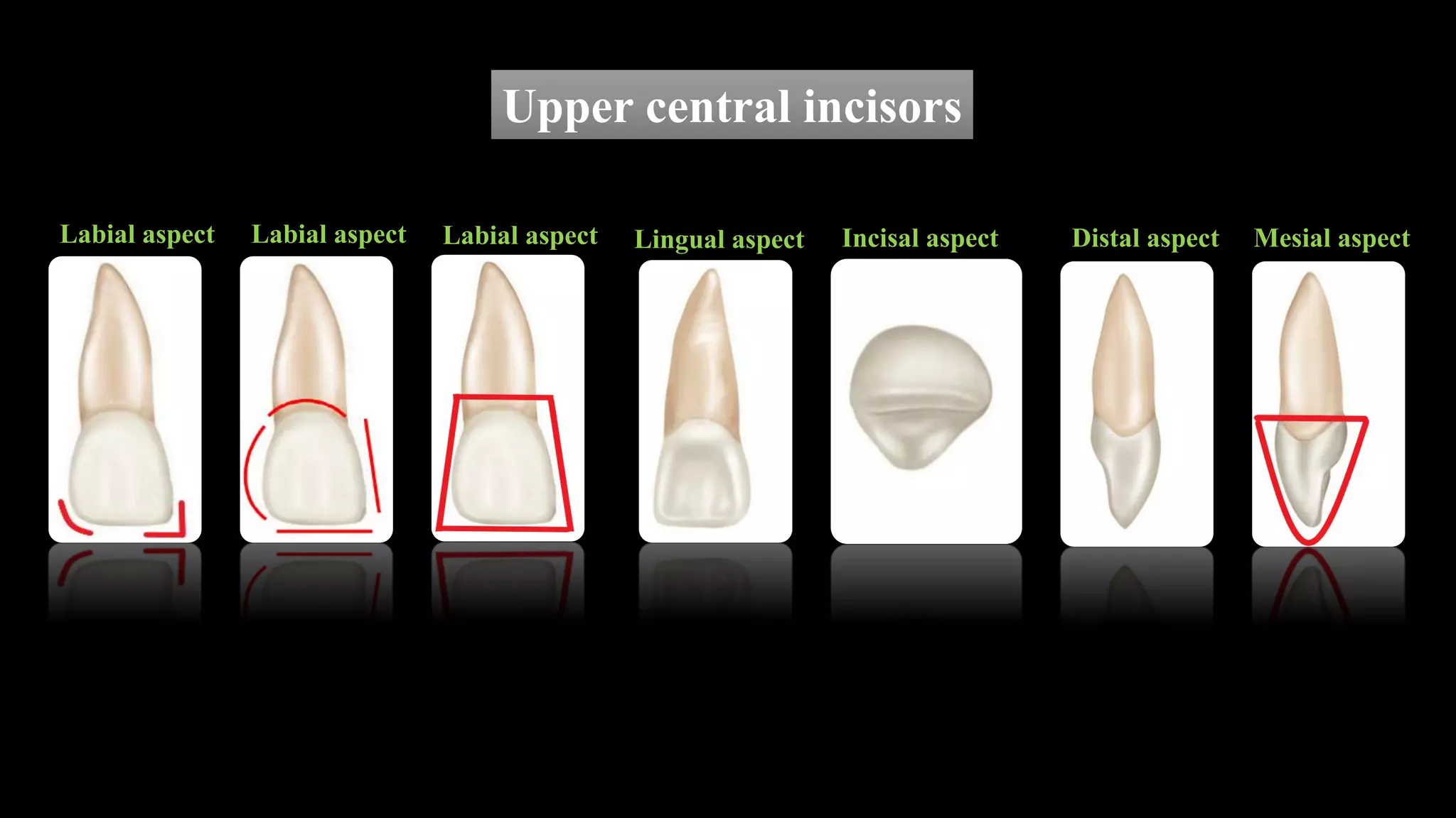 Dental anatomy and morphology lecture | PDF