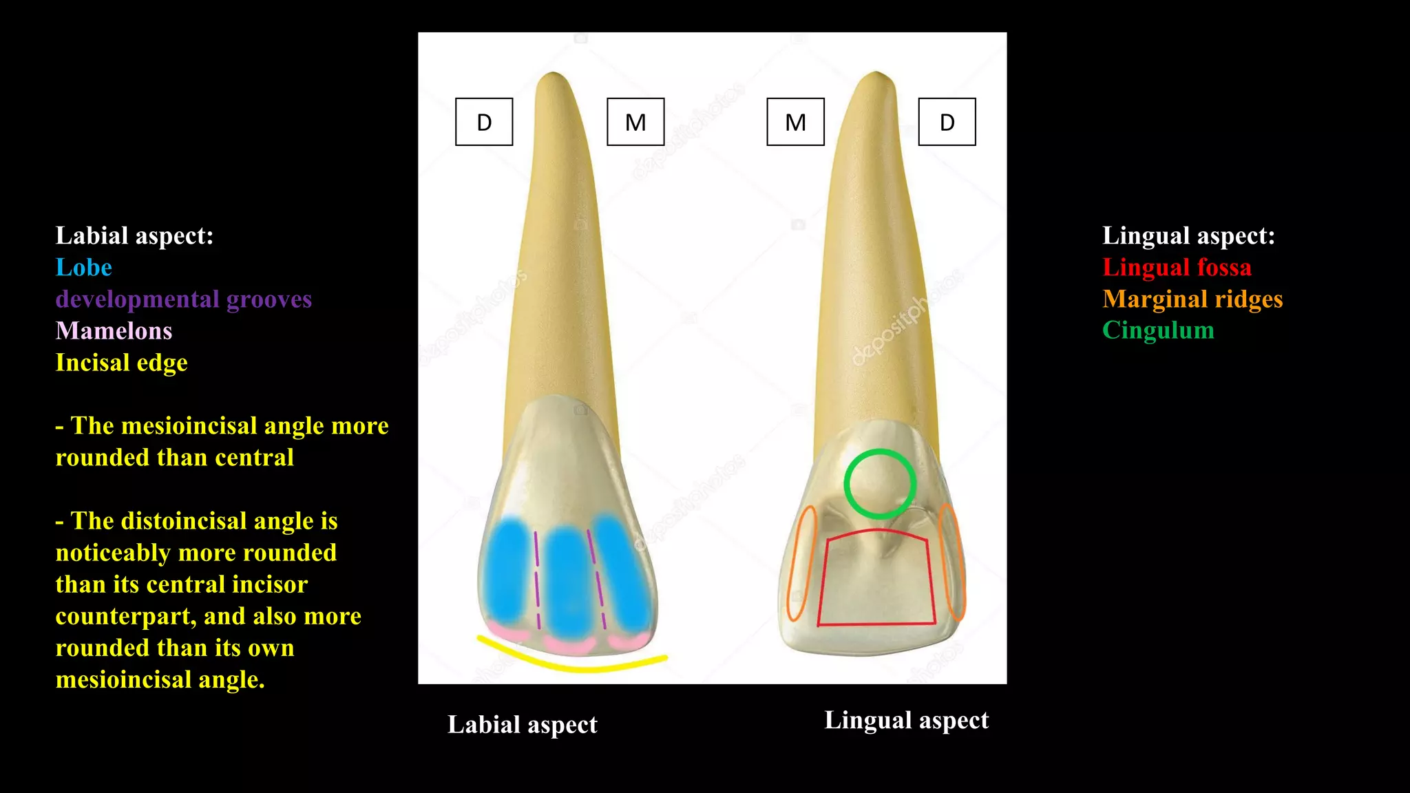 Dental anatomy and morphology lecture | PDF