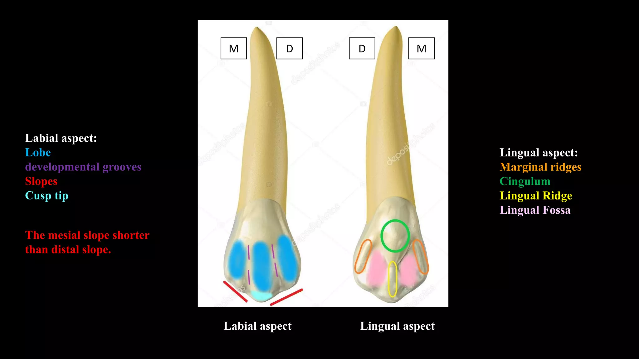 Dental anatomy and morphology lecture | PDF