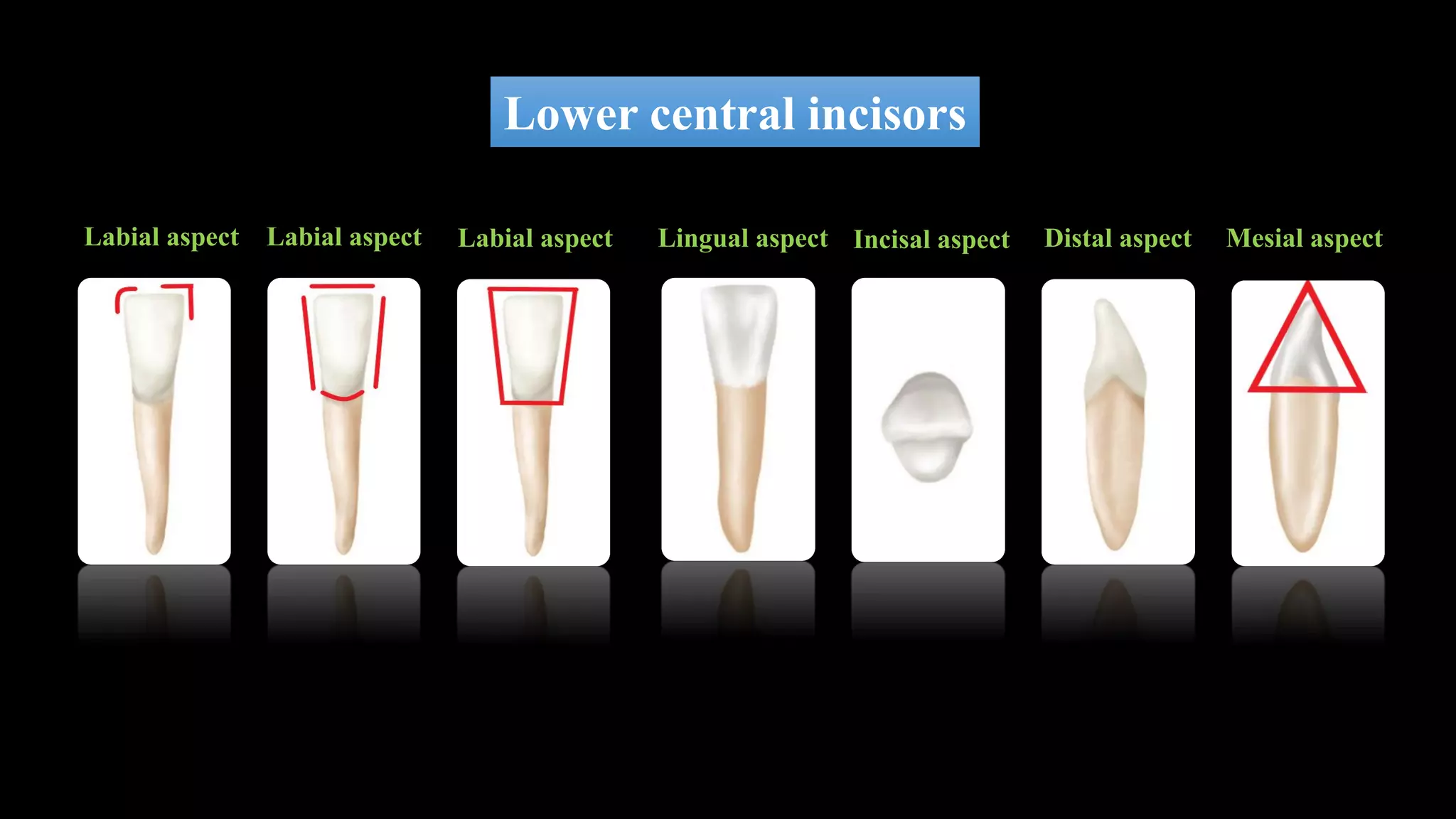 Dental anatomy and morphology lecture | PDF