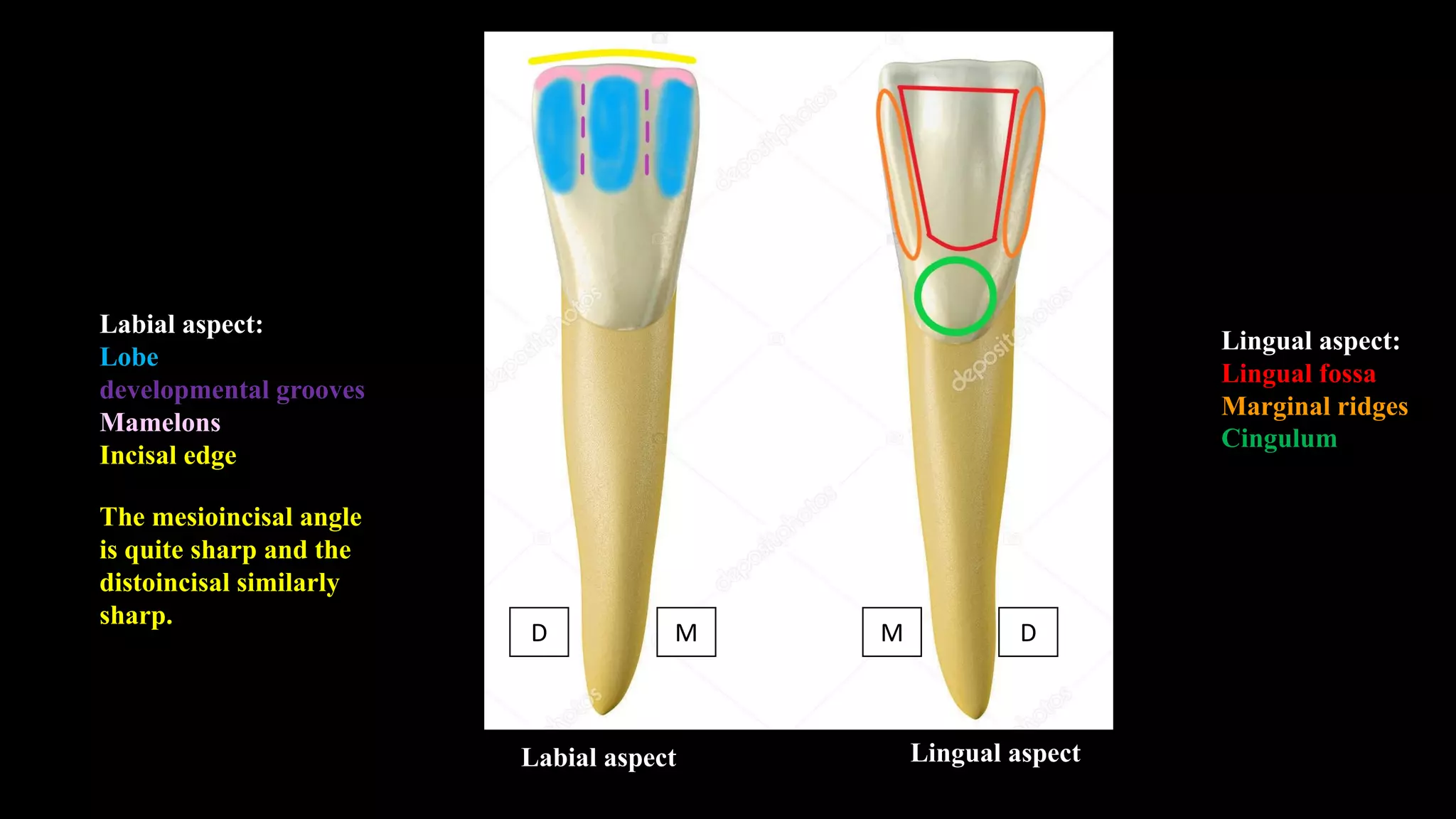 Dental anatomy and morphology lecture | PDF