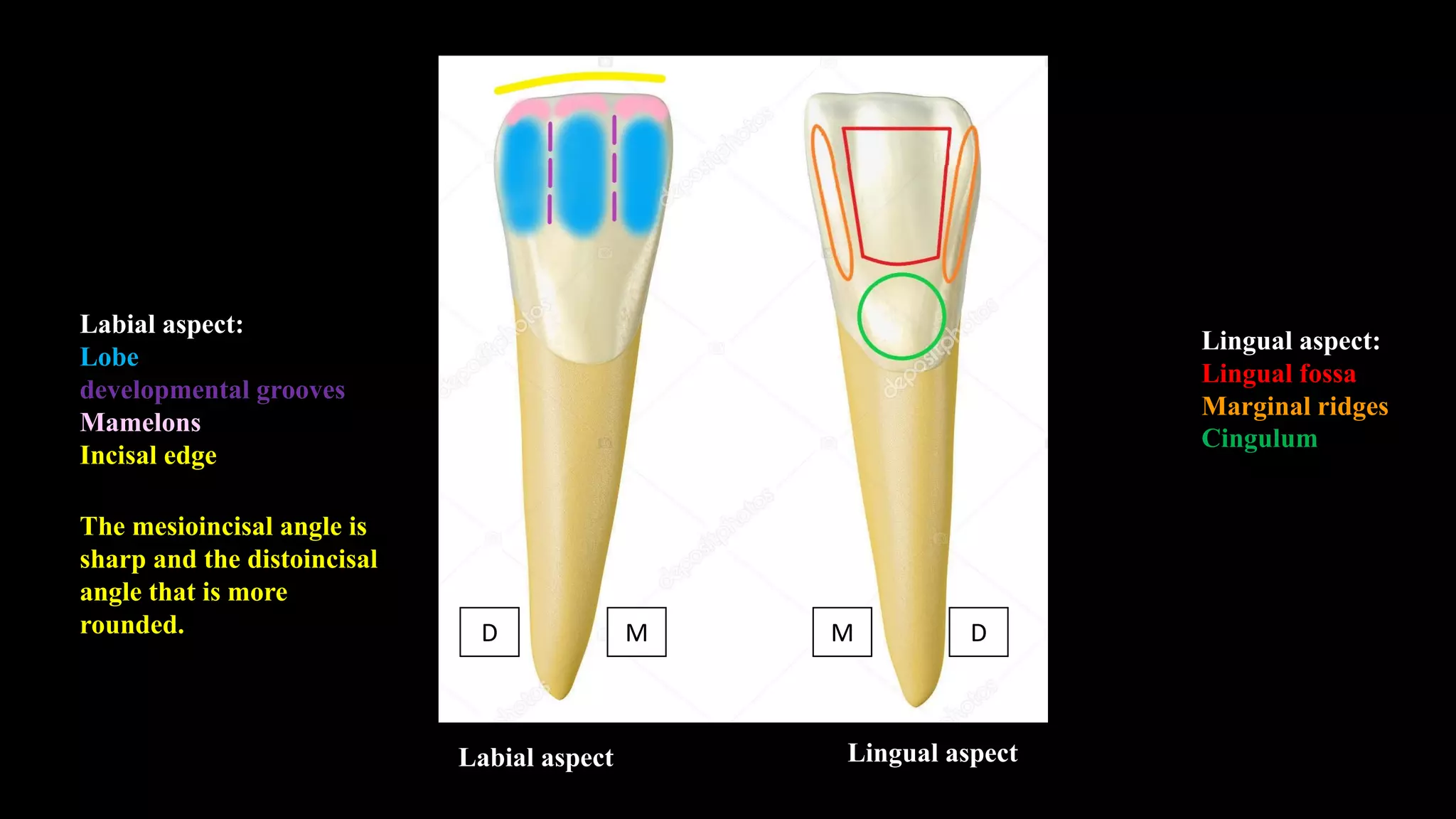 Dental anatomy and morphology lecture | PDF