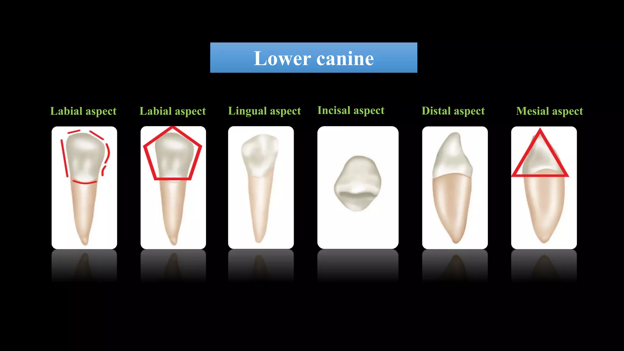 Dental anatomy and morphology lecture | PDF