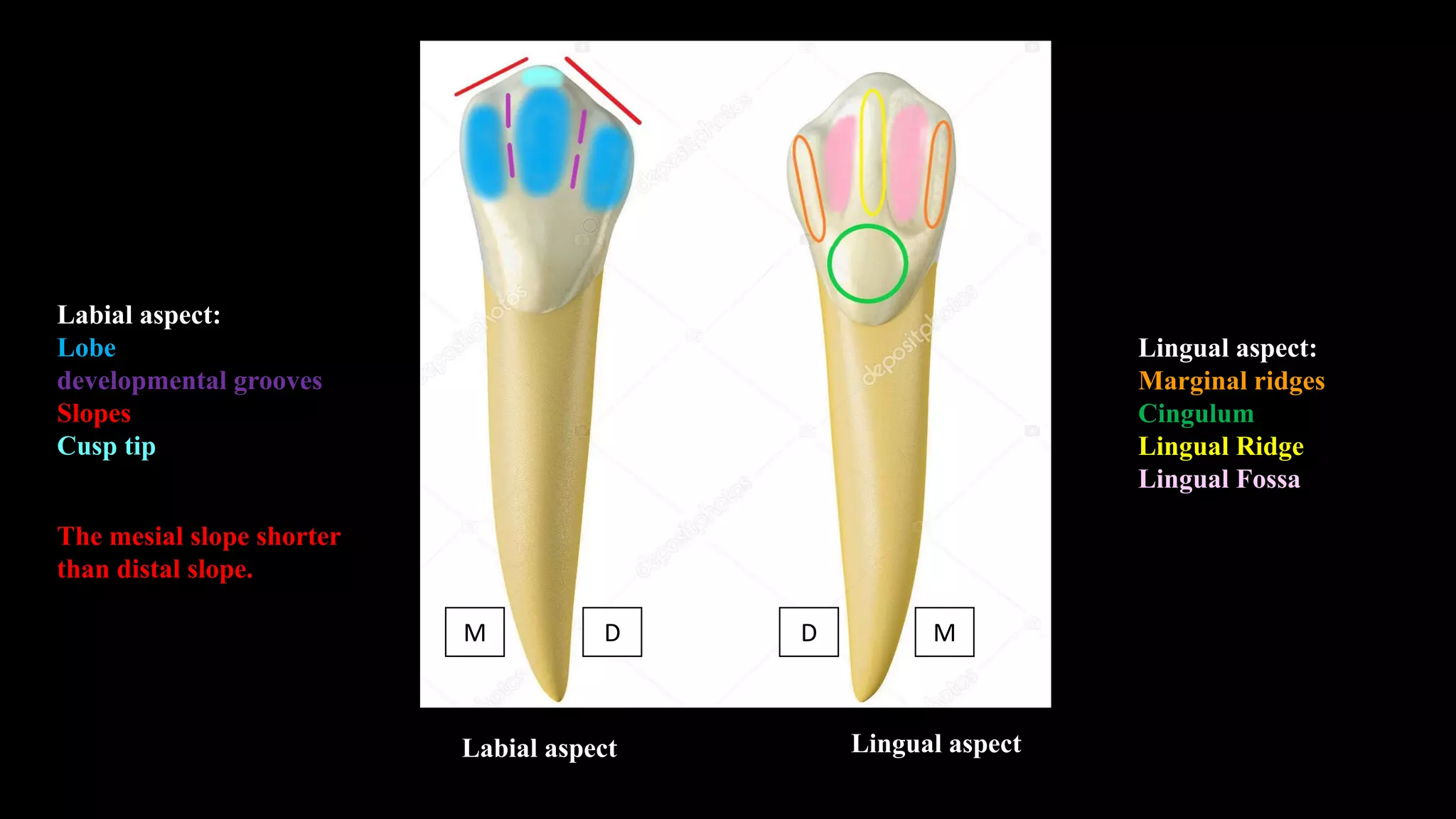 Dental anatomy and morphology lecture | PDF