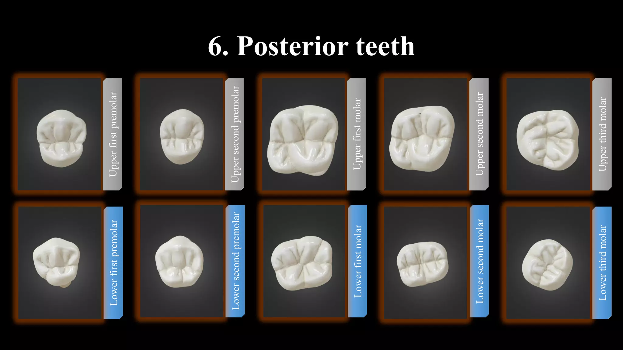 Dental anatomy and morphology lecture | PDF | Dental Health | Diseases ...